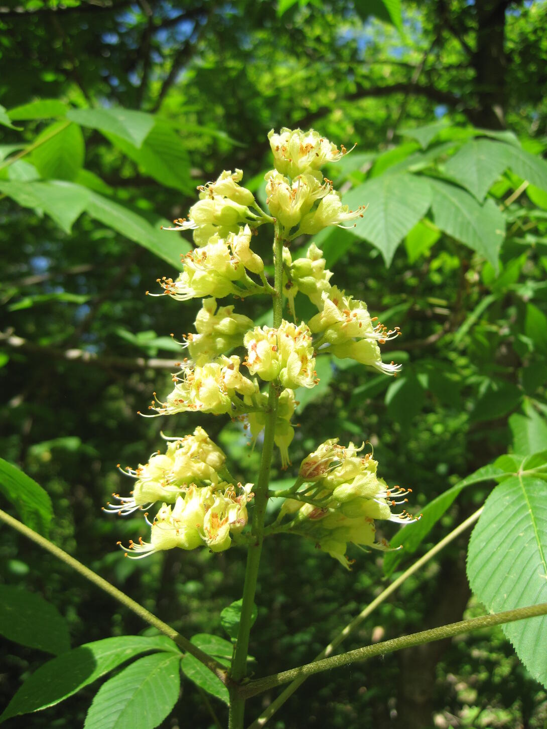 Ohio Buckeye | CMP Tree Selection Tool
